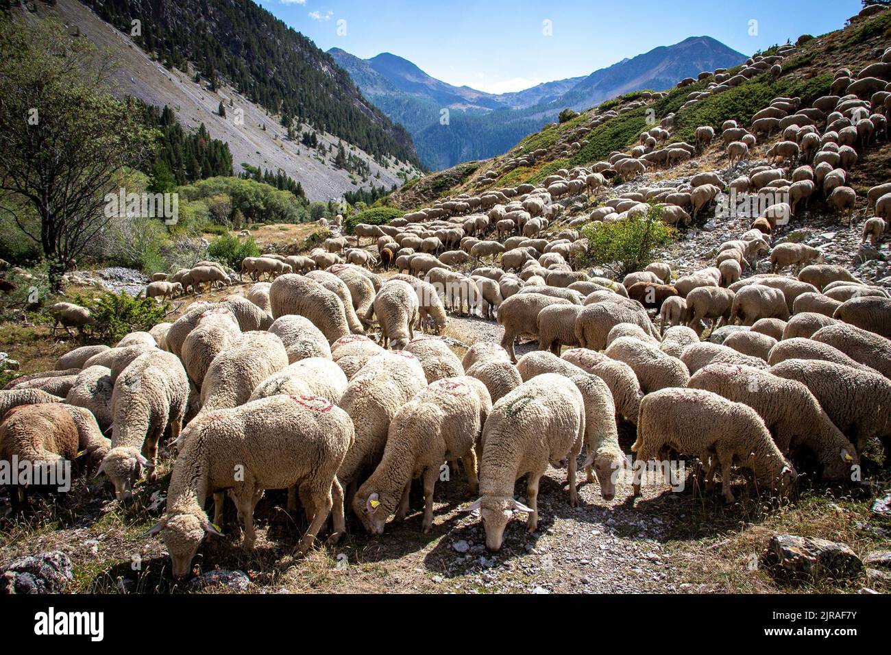 Hautes-Alpes department, Cerces Massif, Valley of Claree (south-eastern ...