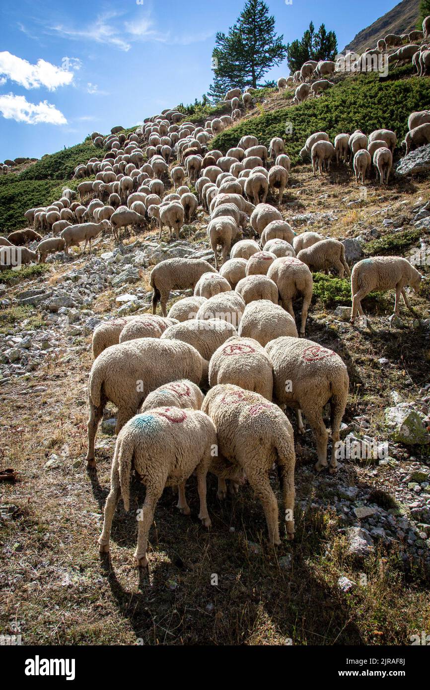 Species ranges hi-res stock photography and images - Alamy