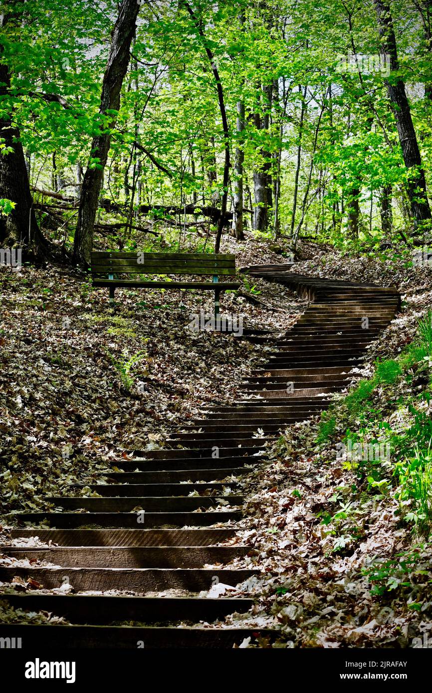 Stairway Leading up in a Forest during Fall Stock Photo - Alamy