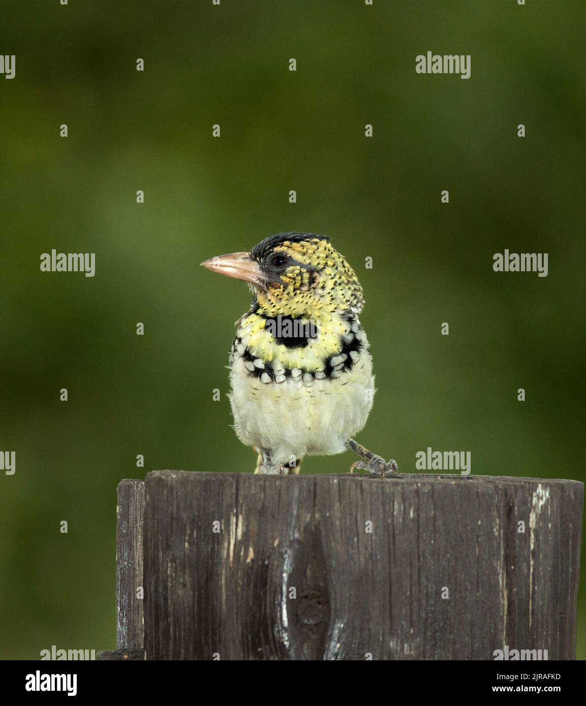 The D'Arnaud's Barbet is a confident and confiding bird that soon ...