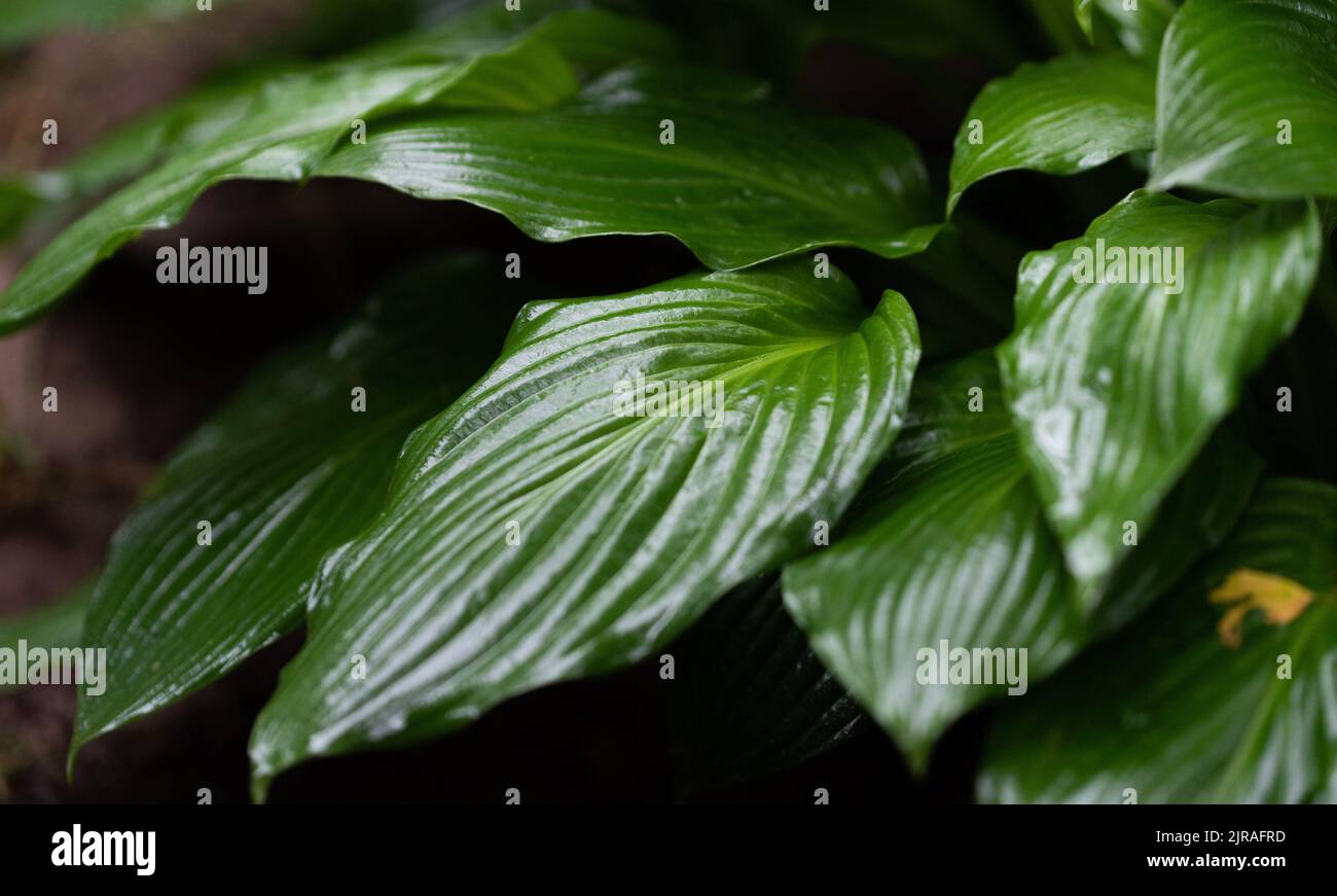 Large green leaves close-up. Hosta plant with large leaves. Ornamental ...