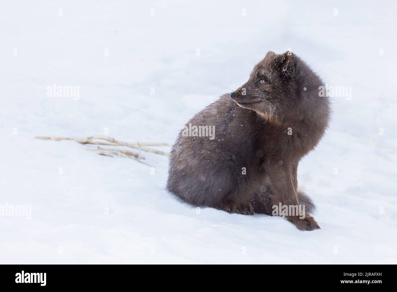 A brown arctic fox on a snowy hill Stock Photo - Alamy