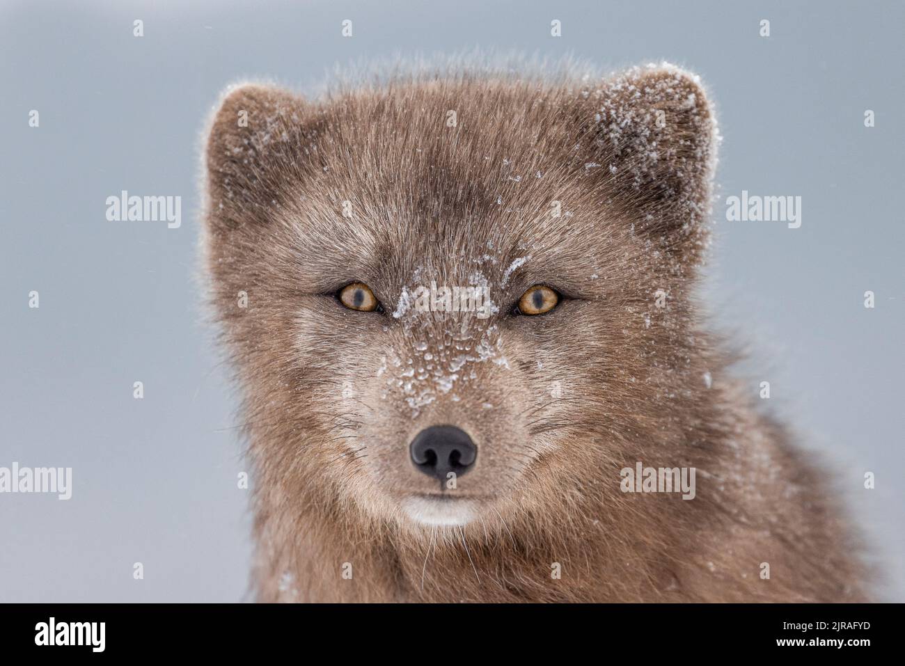 A portrait of a brown arctic fox in a snow looking at camera Stock ...