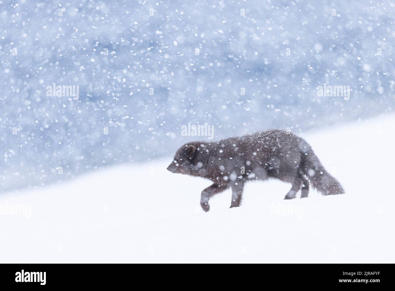 A gray arctic fox walking on a snowy hill Stock Photo - Alamy
