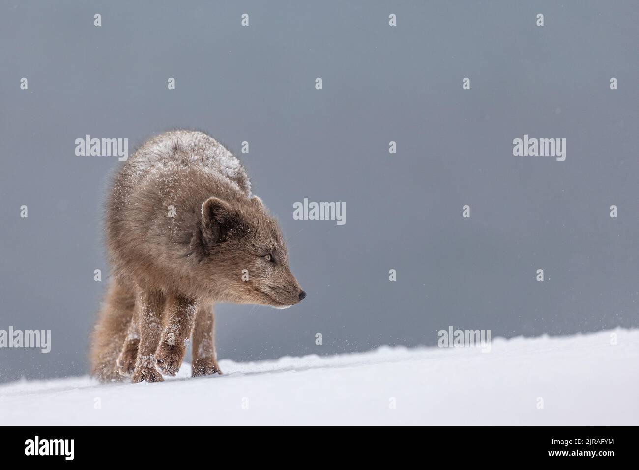 A gray arctic fox walking on a snowy hill Stock Photo - Alamy