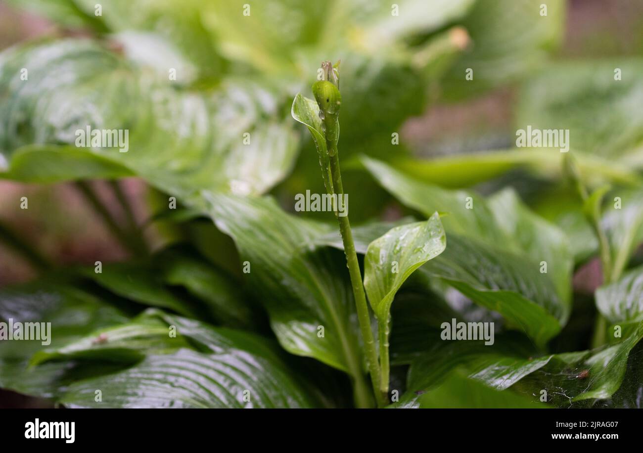 Large green leaves close-up. Hosta plant with large leaves. Ornamental ...