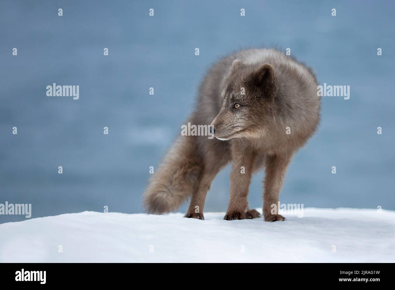 Arctic fox on hill hi-res stock photography and images - Alamy