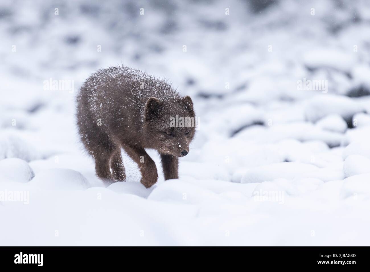 A gray arctic fox walking on a snowy hill Stock Photo - Alamy