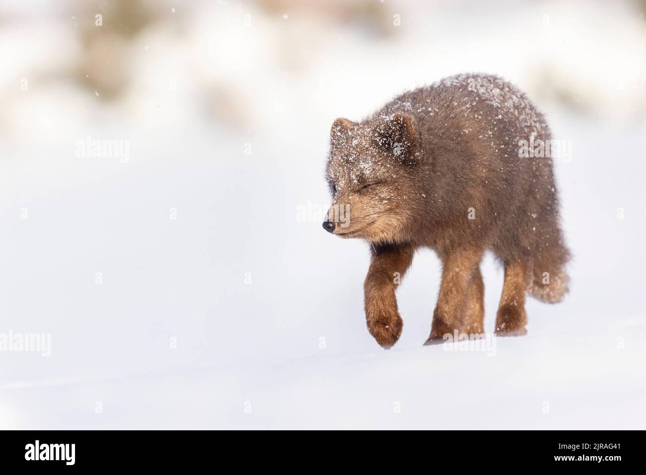 A gray arctic fox walking on a snowy hill Stock Photo - Alamy
