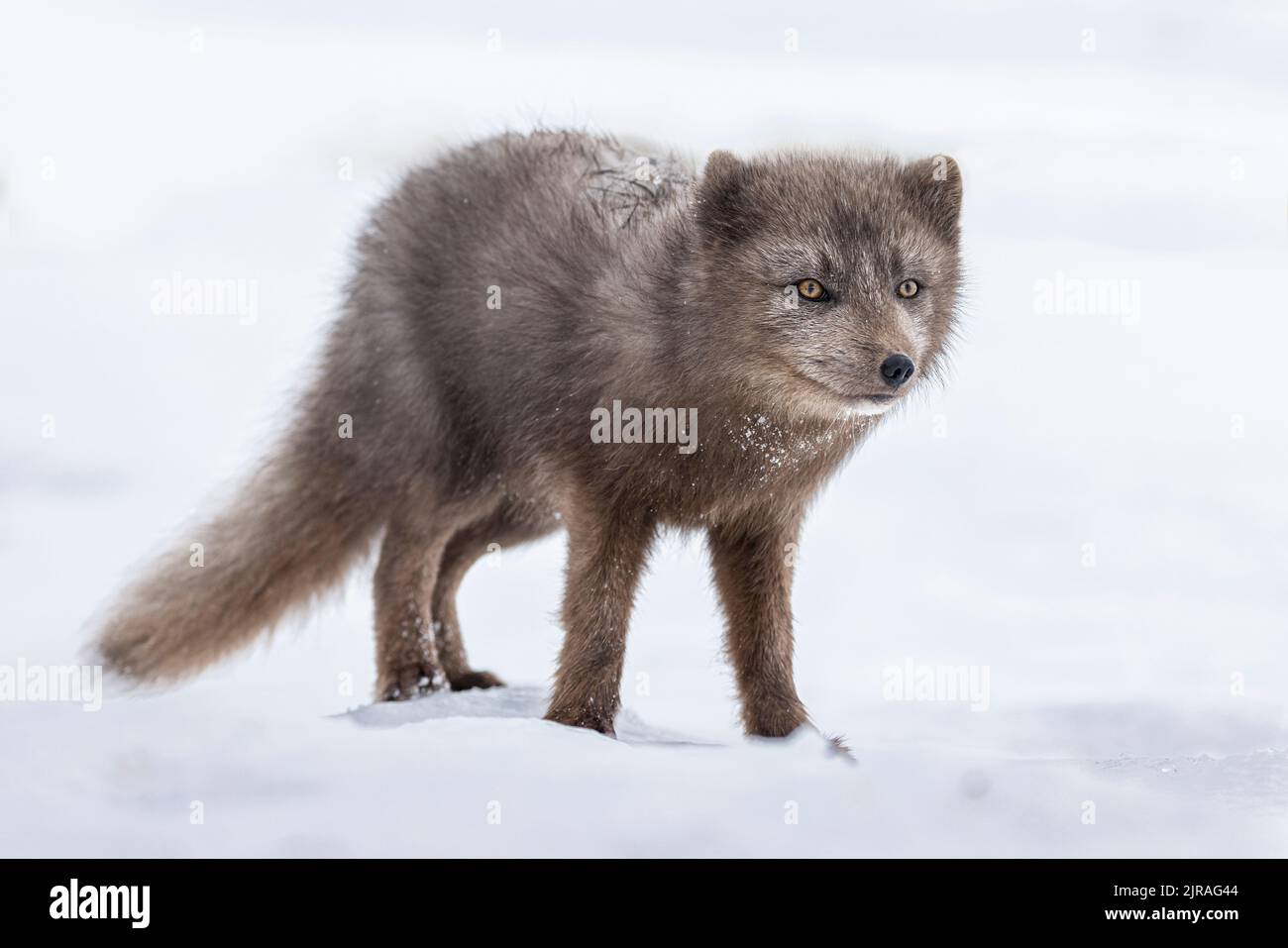 A gray arctic fox walking on a snowy hill Stock Photo - Alamy
