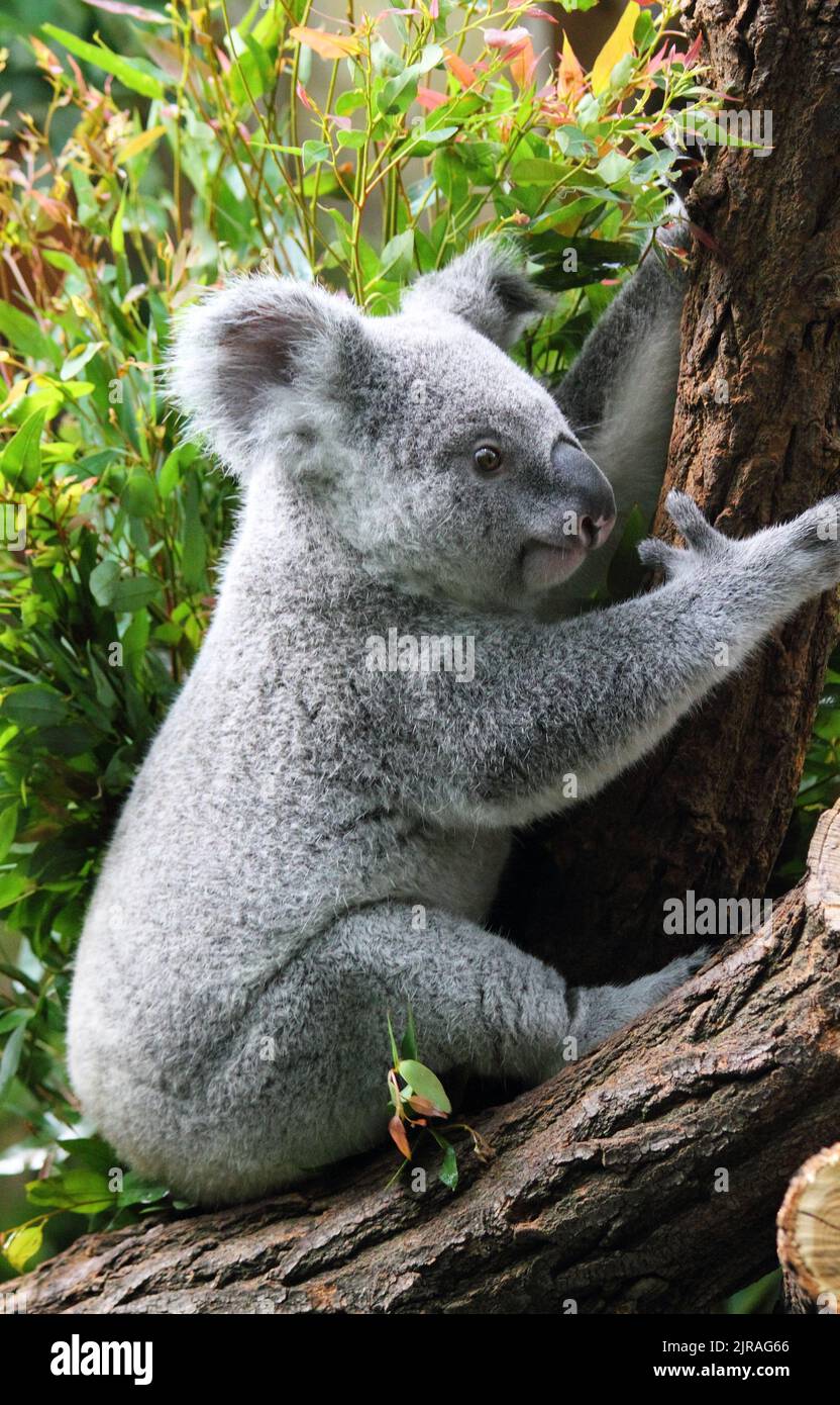 A vertical shot of an adorable Koala on ground holding a tree trunk in ...