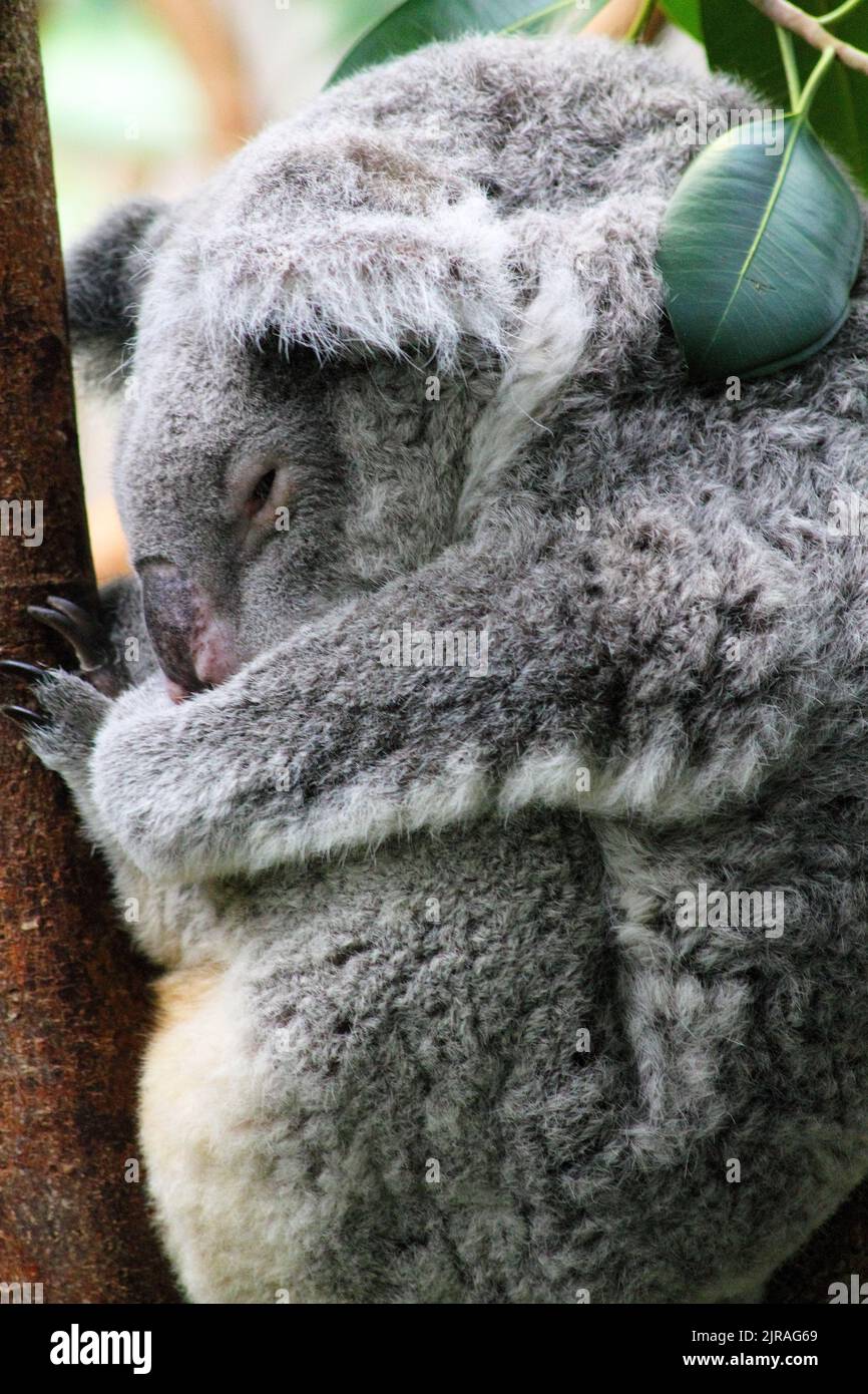 A closeup shot of an adorable Koala sleeping holding a tree trunk in ...