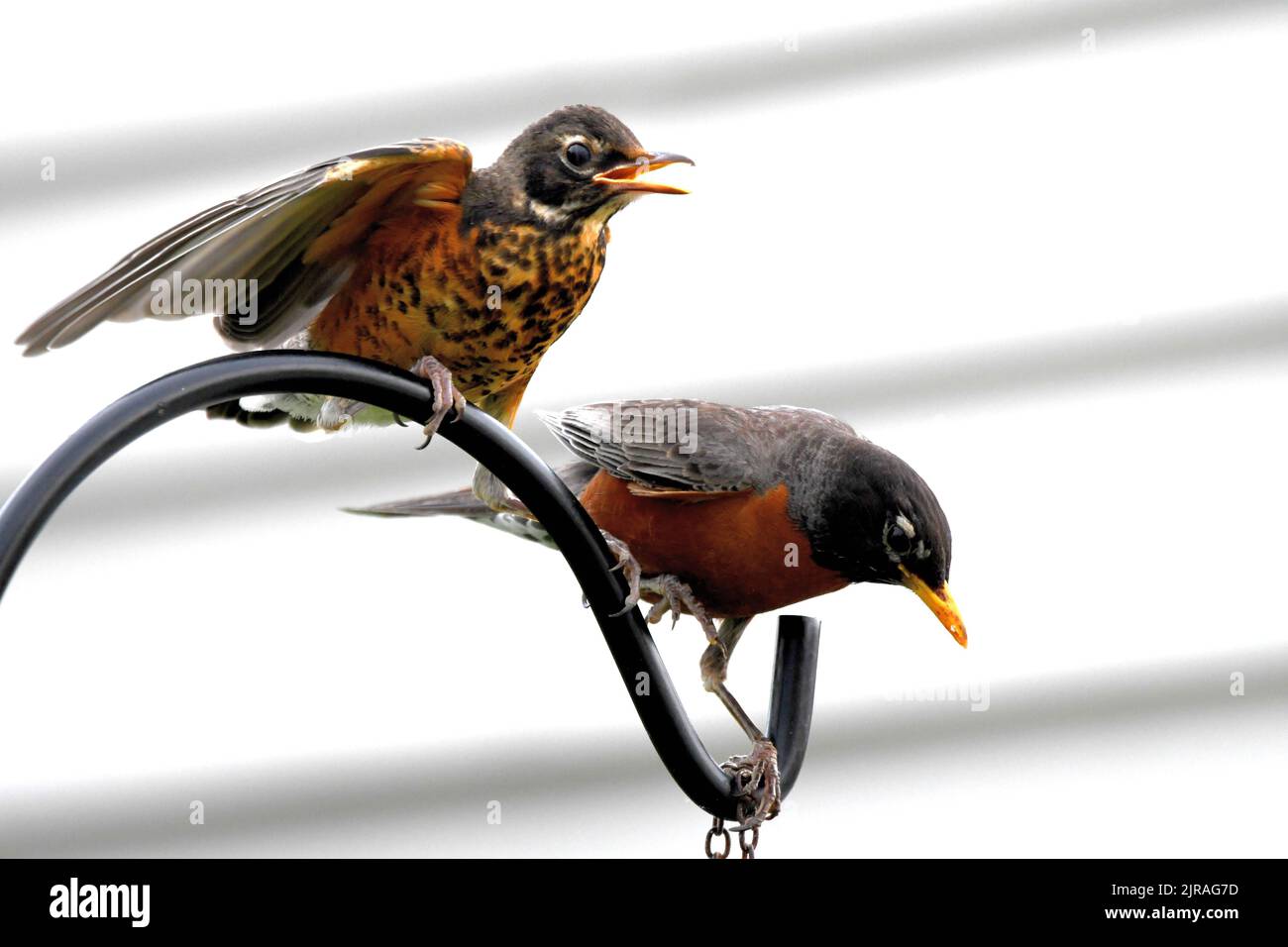 Mother robin hi-res stock photography and images - Alamy