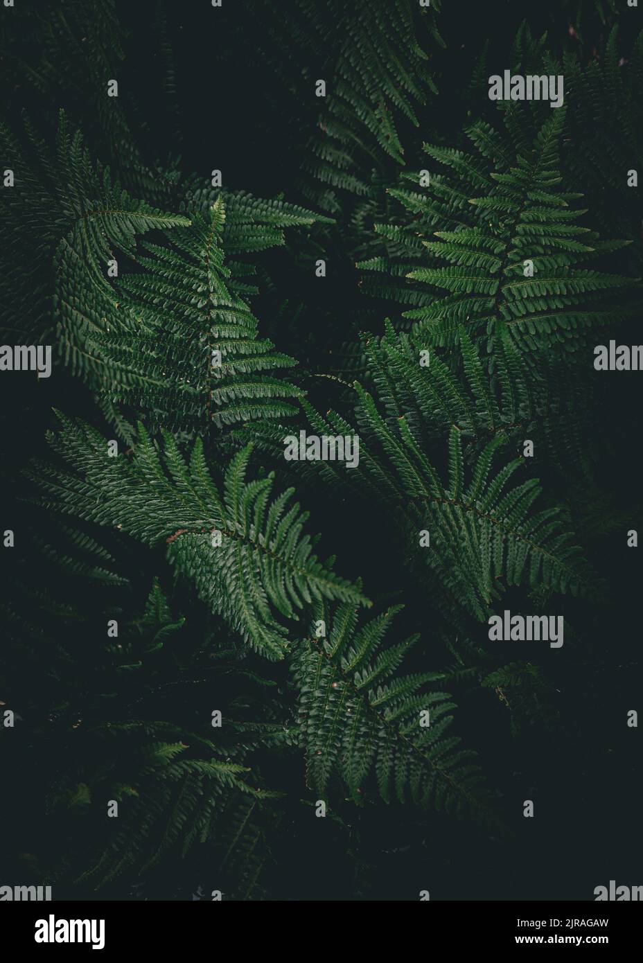 Vertical shot ferns hi-res stock photography and images - Alamy