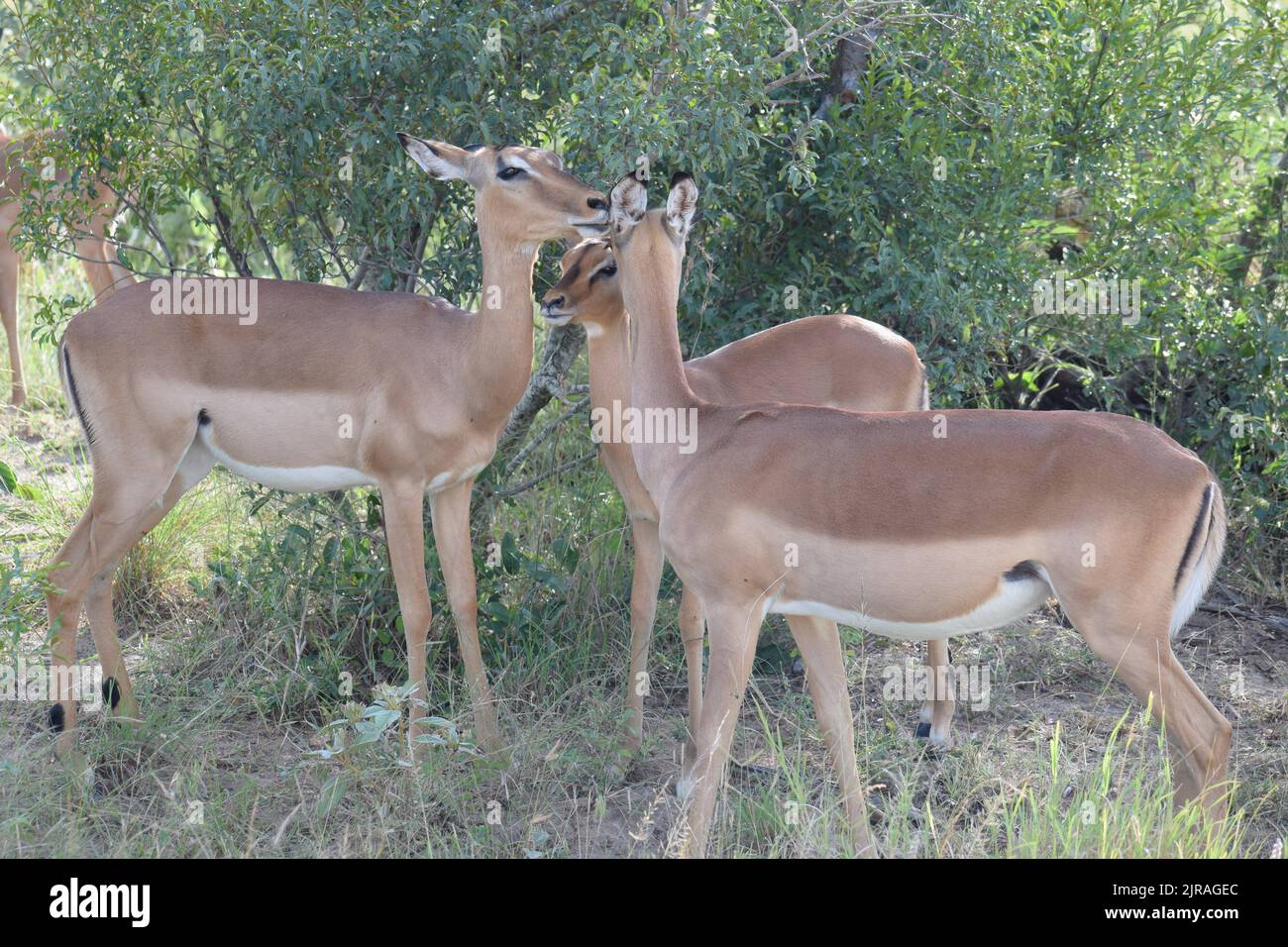 A trio of impala seem to be fascinated with each other. Two form an ...