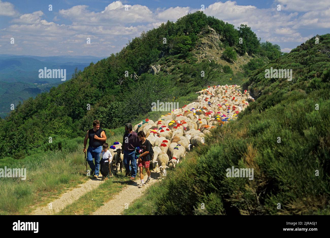 Soudorgues, Gard (south of France), 1998 : transhumance to the pastures ...