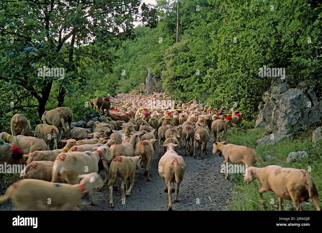 Laroque, in the Herault department (south of France), 1992 ...
