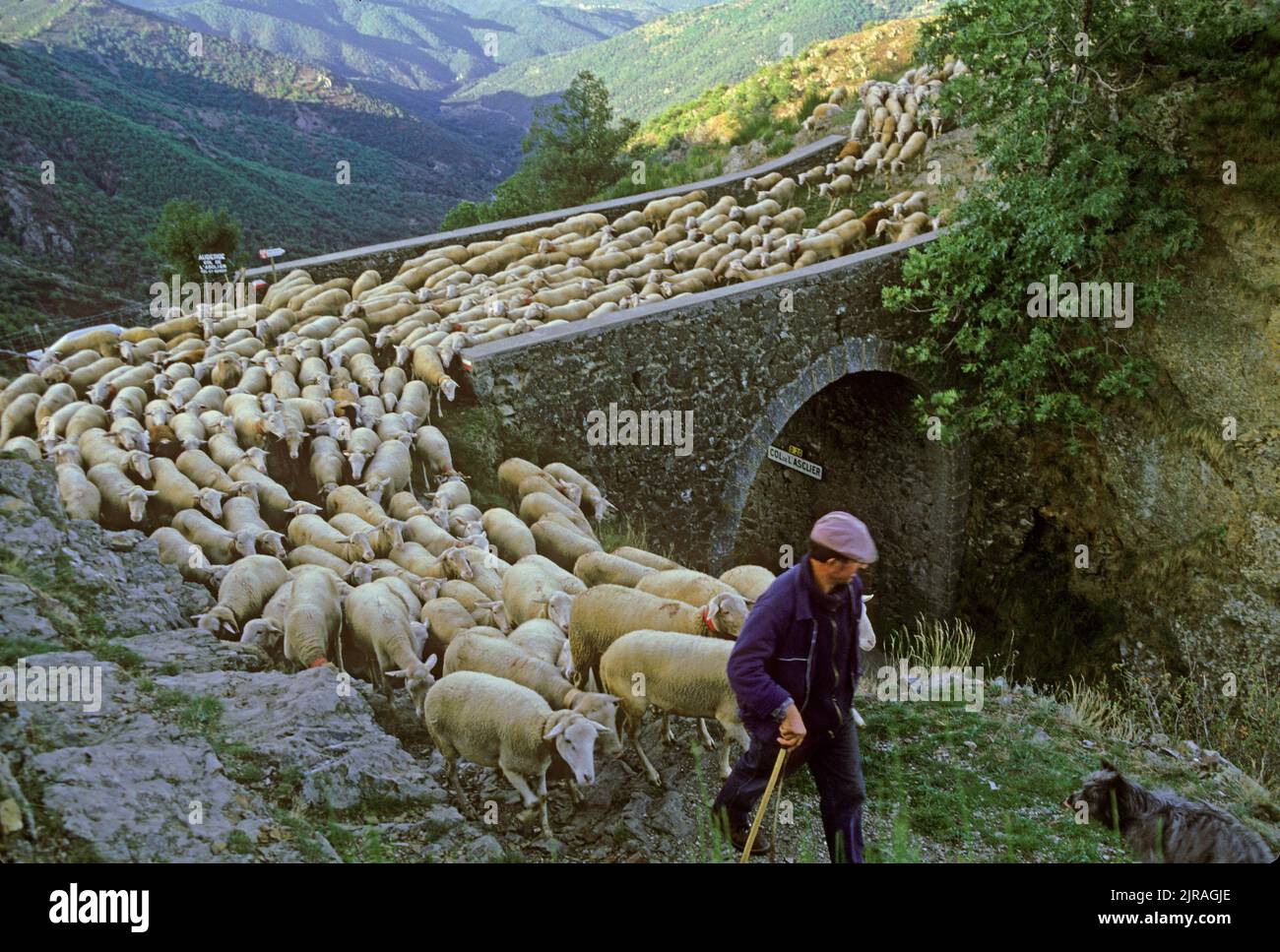 Les Plantiers, Gard (south of France), 1988 : herd on its way back from ...