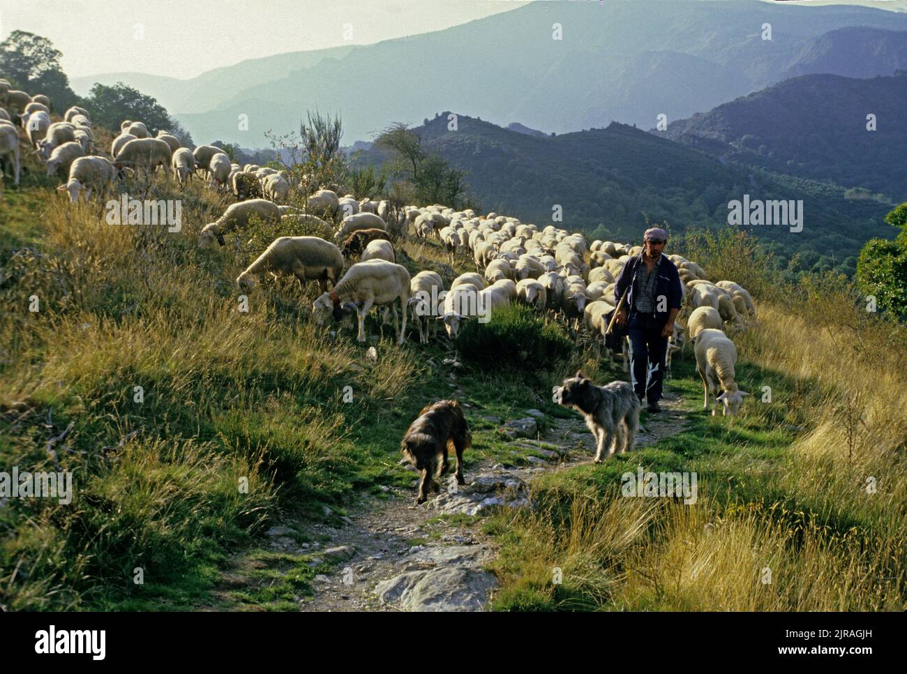 Les Plantiers, Gard (south of France), 1988 : herd on its way back from ...
