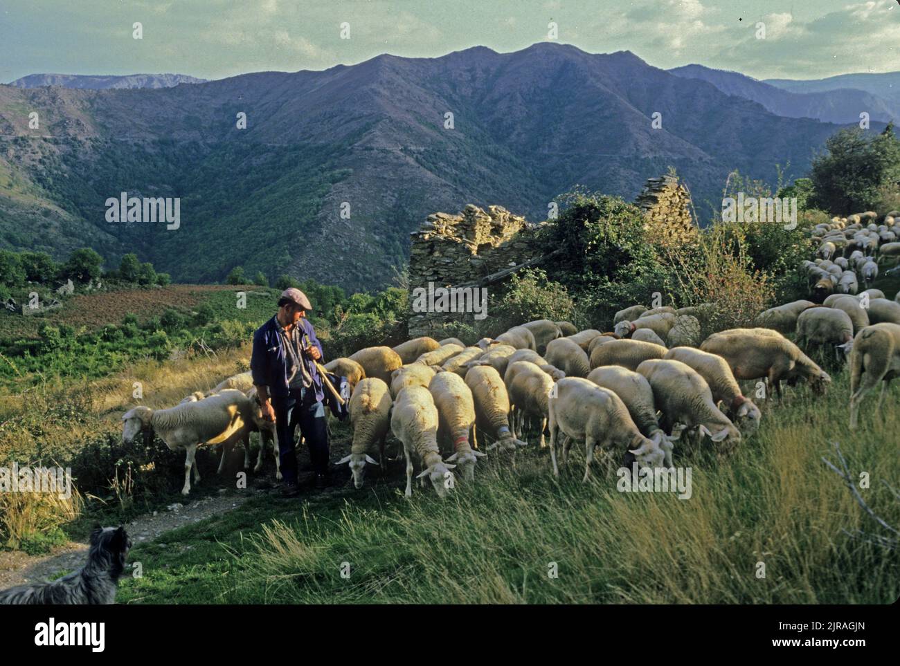 Les Plantiers, Gard (south of France), 1988 : herd on its way back from ...