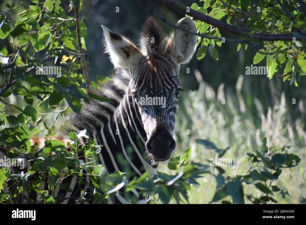 The face of an inquisitive young zebra framed in the bush. Light ...
