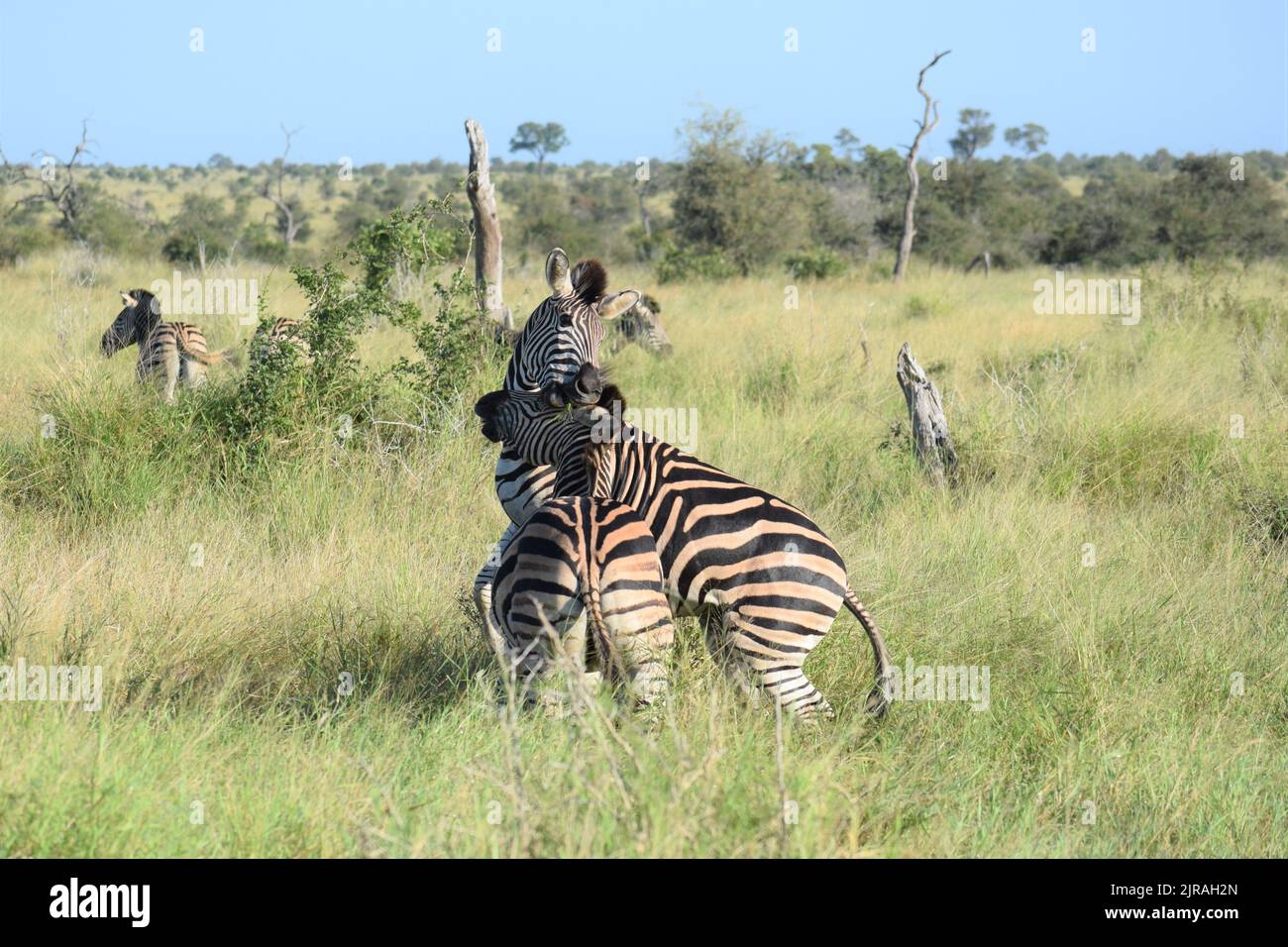Two burchell's zebra fighting hi-res stock photography and images - Alamy