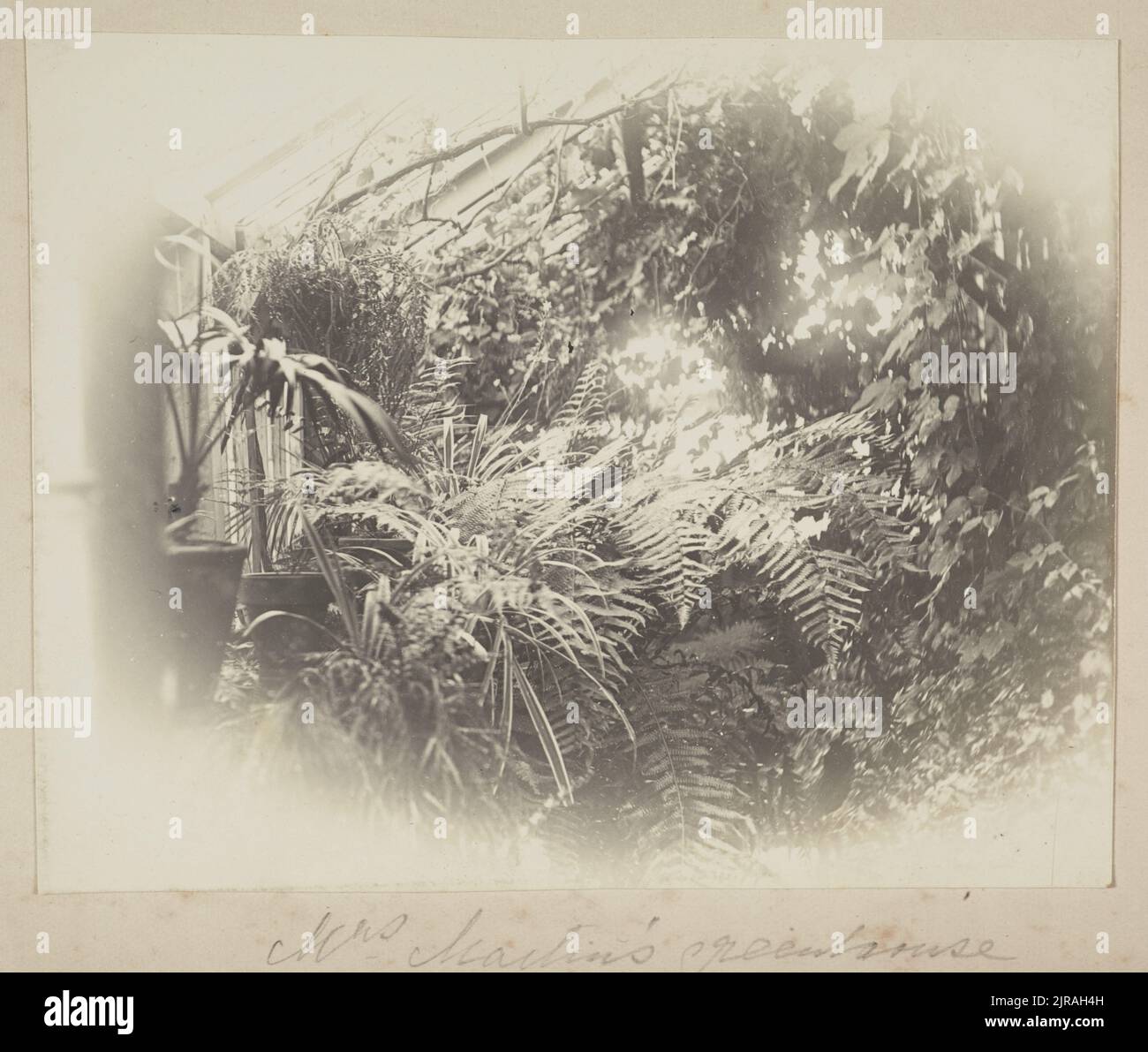 Mrs Martin's Glasshouse, circa 1900, New Zealand, maker unknown Stock ...