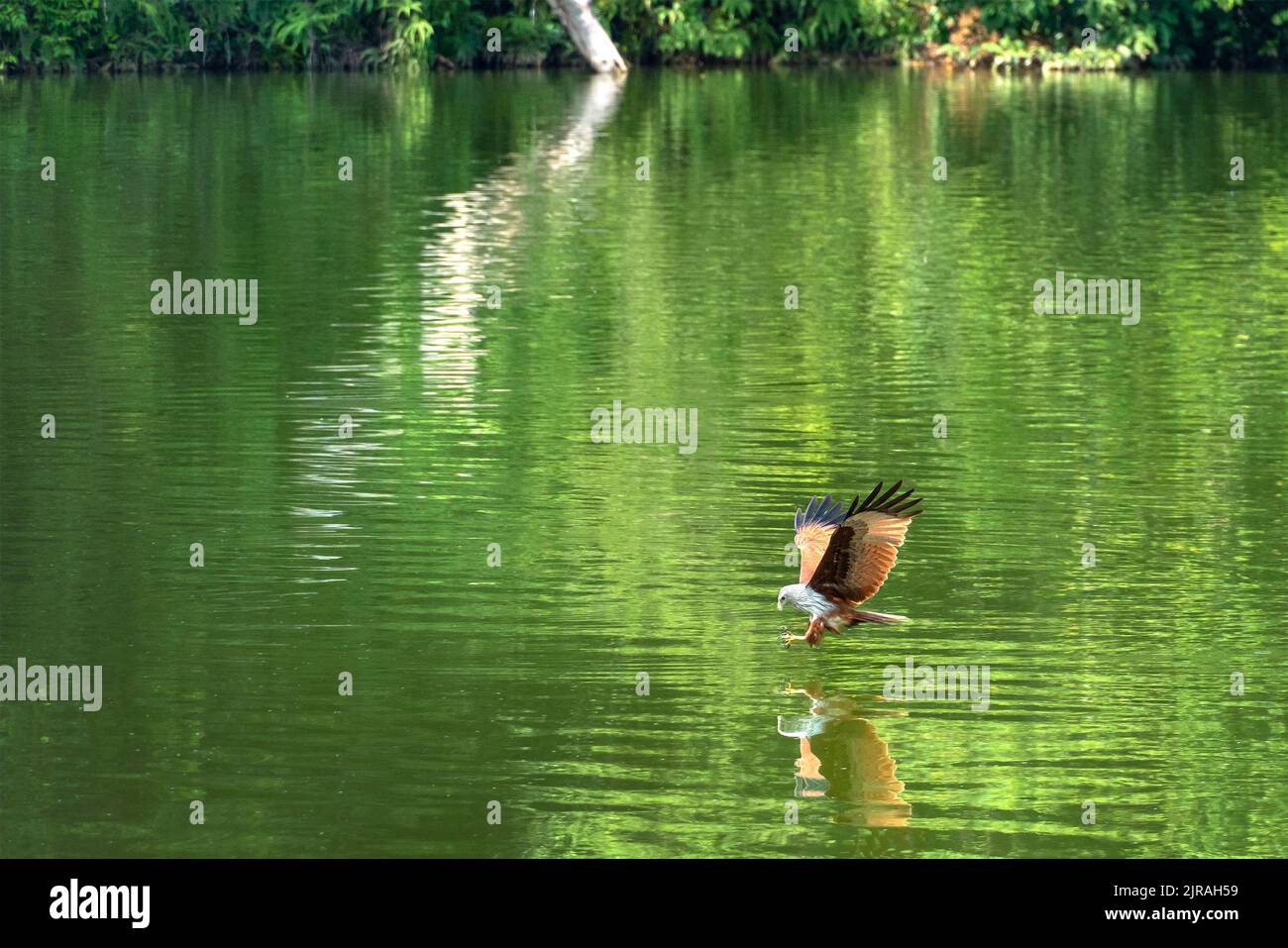 Close up red tailed hawk on hi-res stock photography and images - Alamy