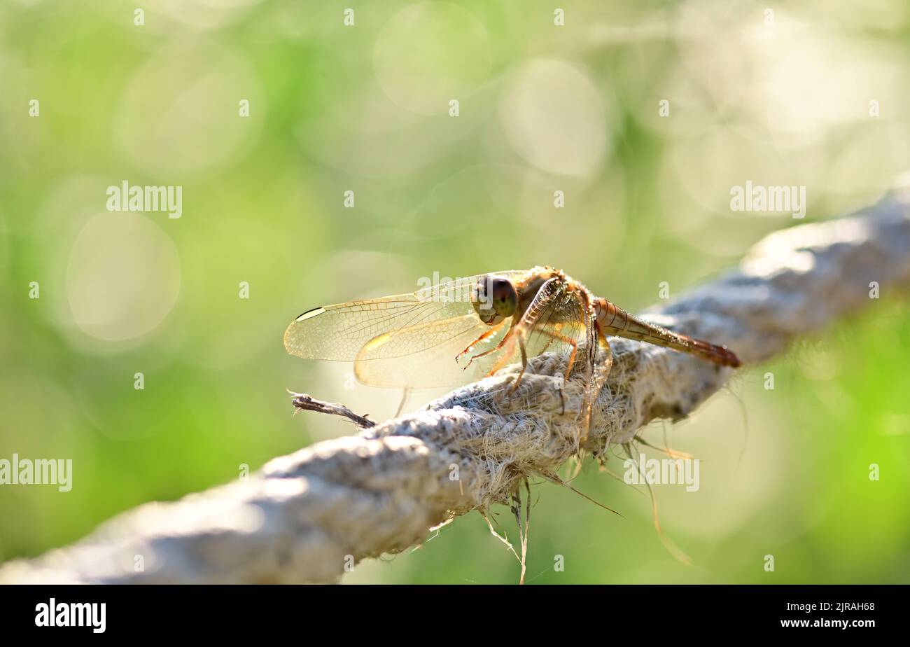 A closeup of a dragonfly sitting on a rope Stock Photo - Alamy