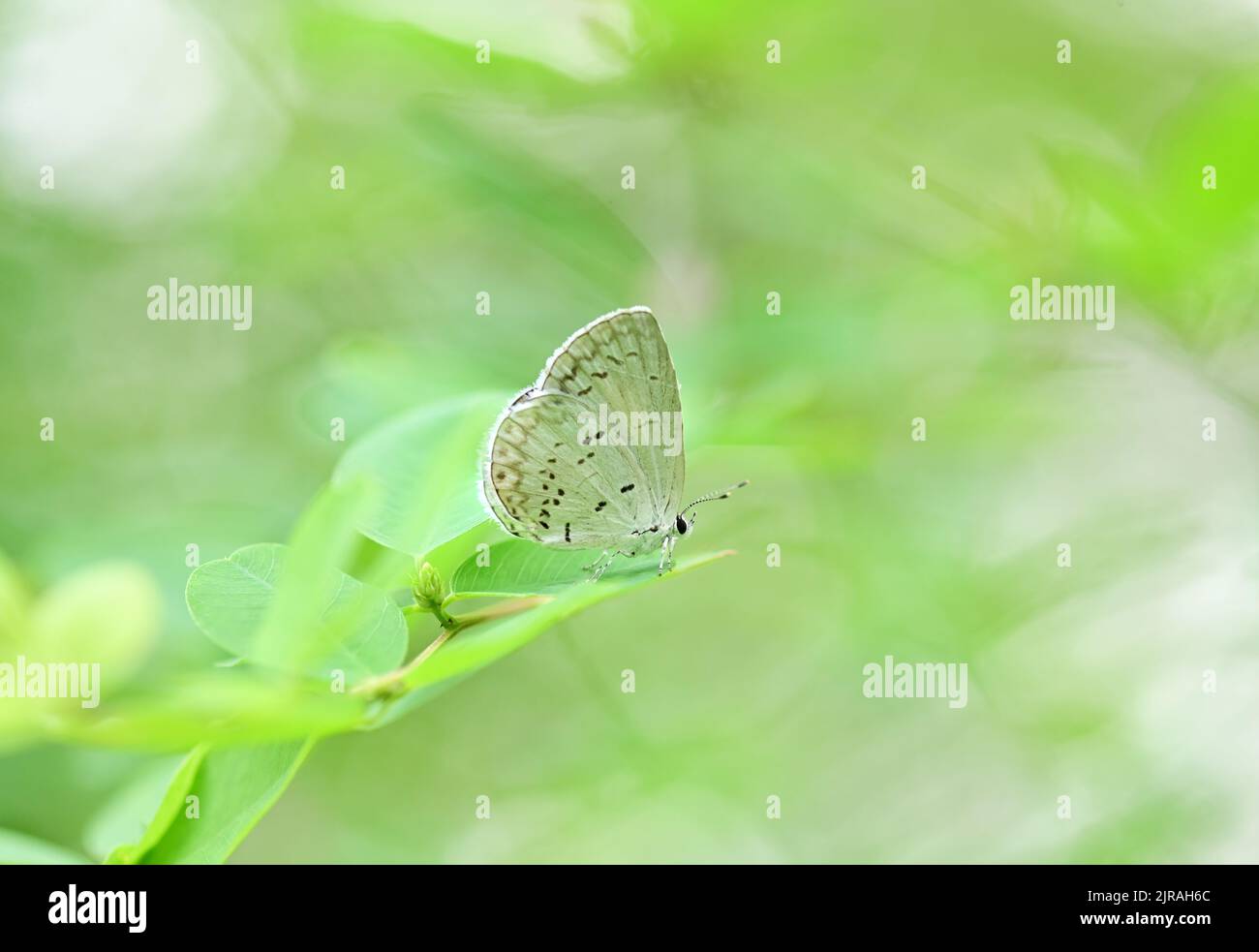 A summer azure butterfly perched on a green plant Stock Photo - Alamy