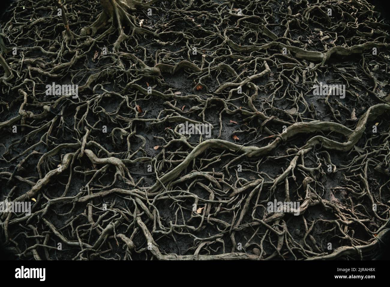 Roots of trees that grow in mangrove forests with wide spreading roots ...