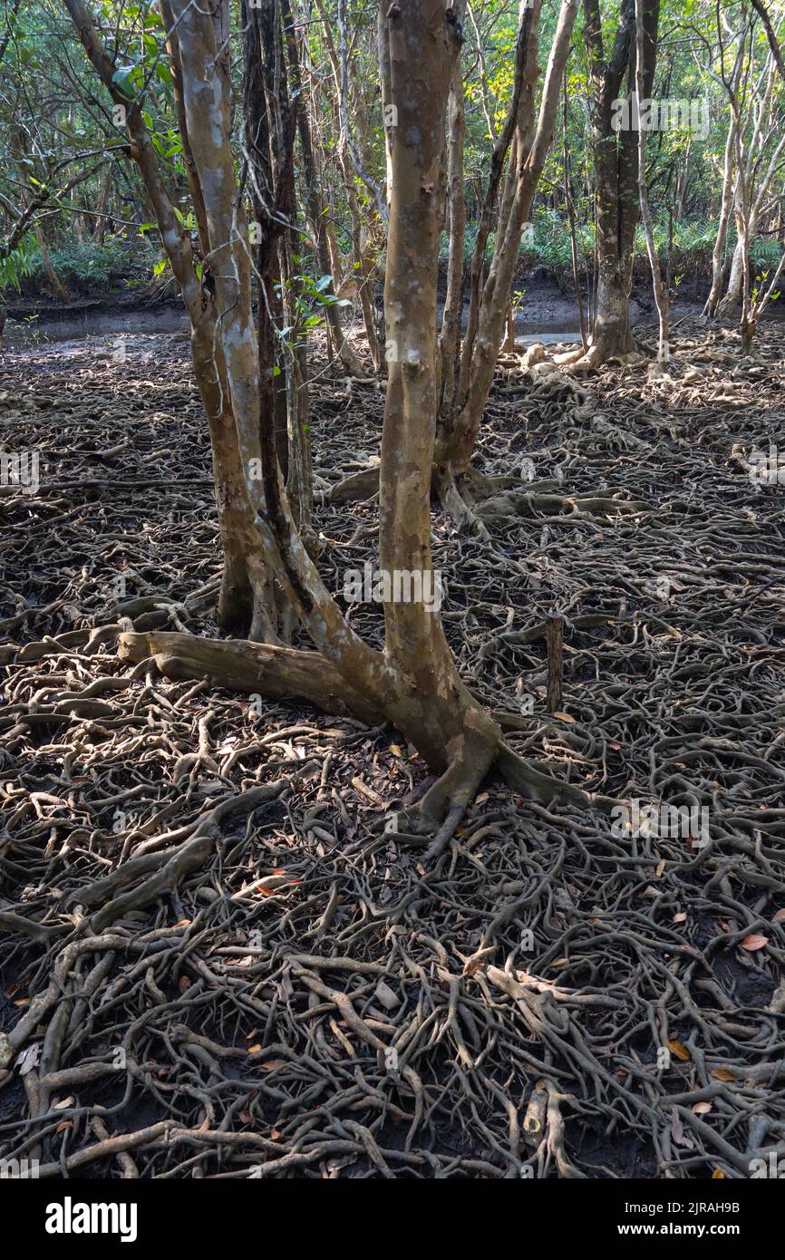 Roots of trees that grow in mangrove forests with wide spreading roots ...