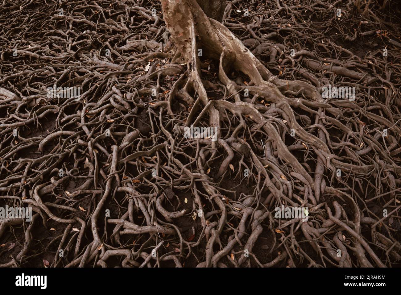 Roots of trees that grow in mangrove forests with wide spreading roots ...