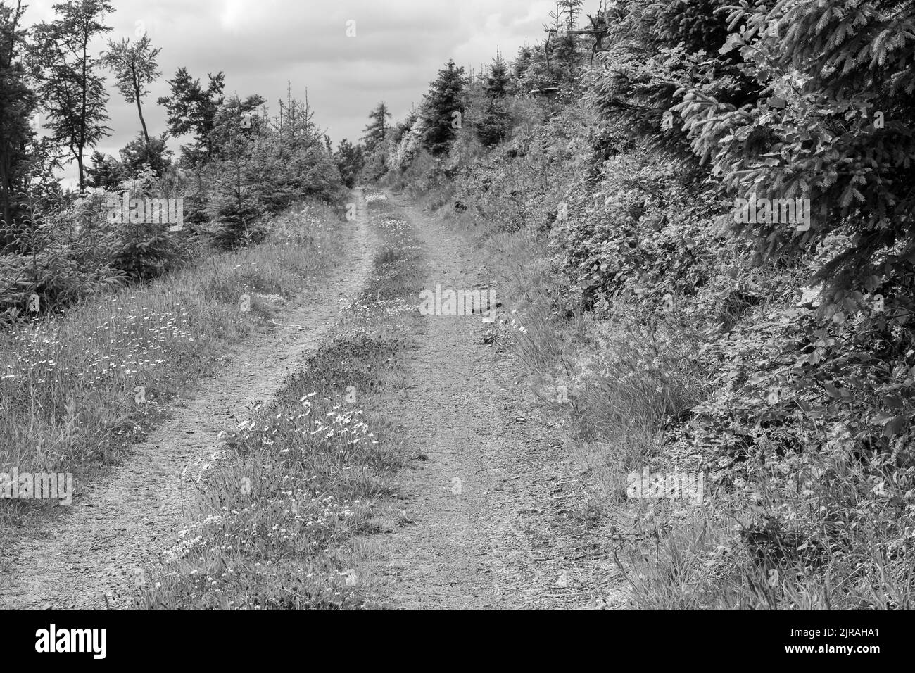 Walking in plants Black and White Stock Photos & Images - Alamy