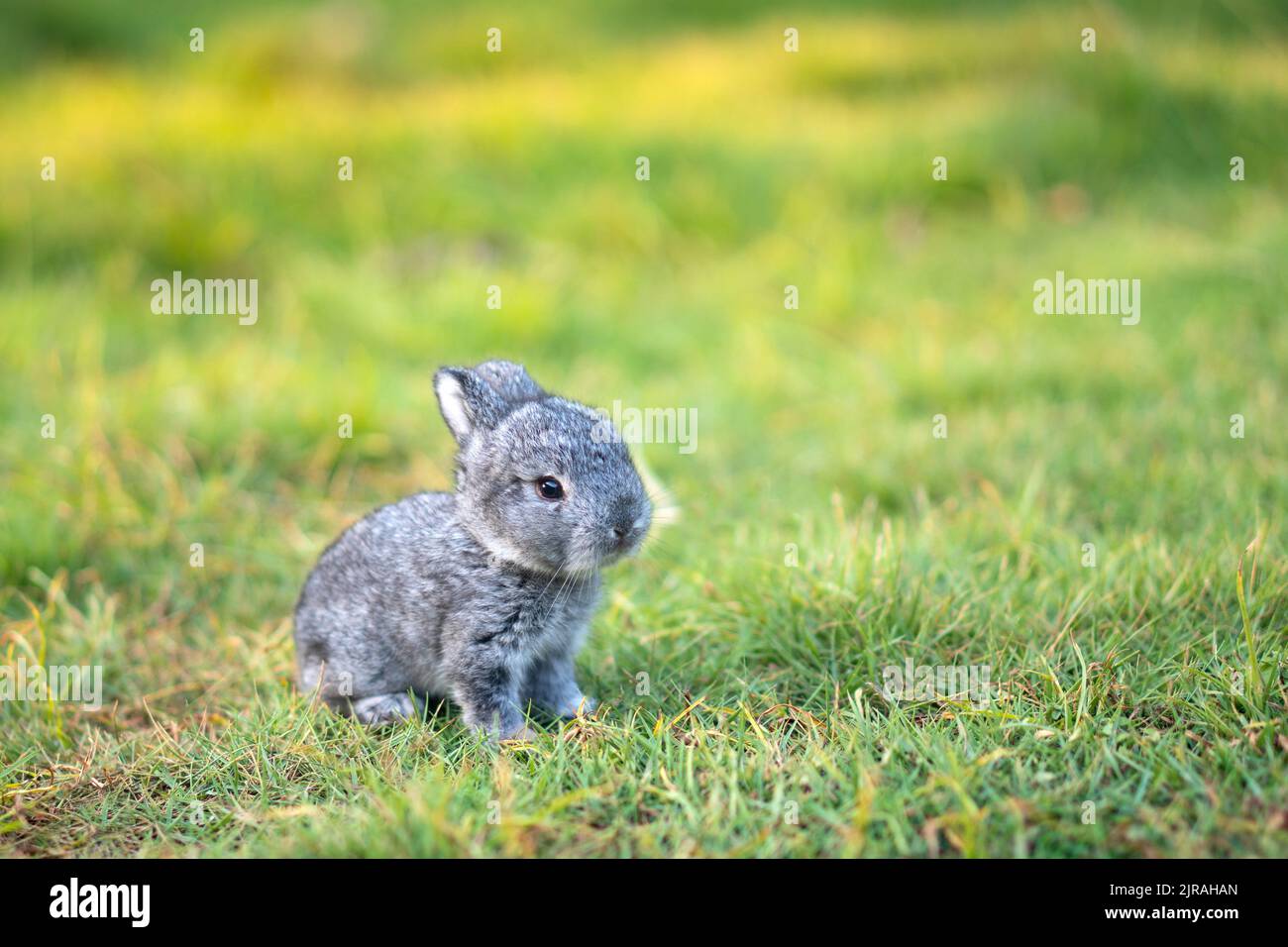 A week old rabbit sits on a green lawn with soft morning sunlight Stock ...