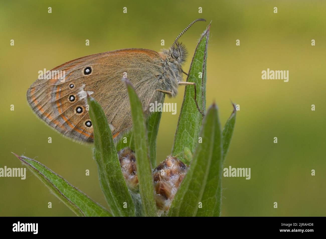 Butterfly with orange wings hi-res stock photography and images - Alamy