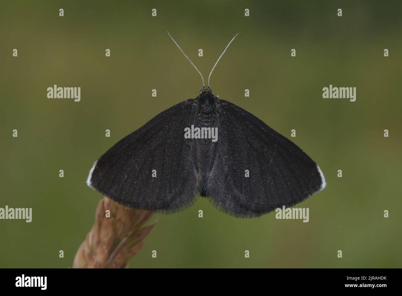 Black butterfly moth and green background Stock Photo - Alamy