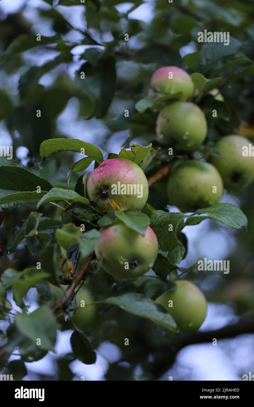 White berry tree Stock Photo - Alamy