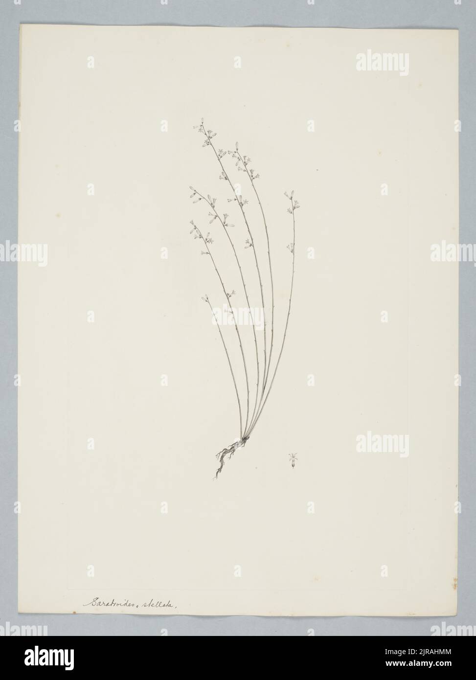 Stackhousia viminea Smith in Rees, by Sydney Parkinson. Gift of the ...