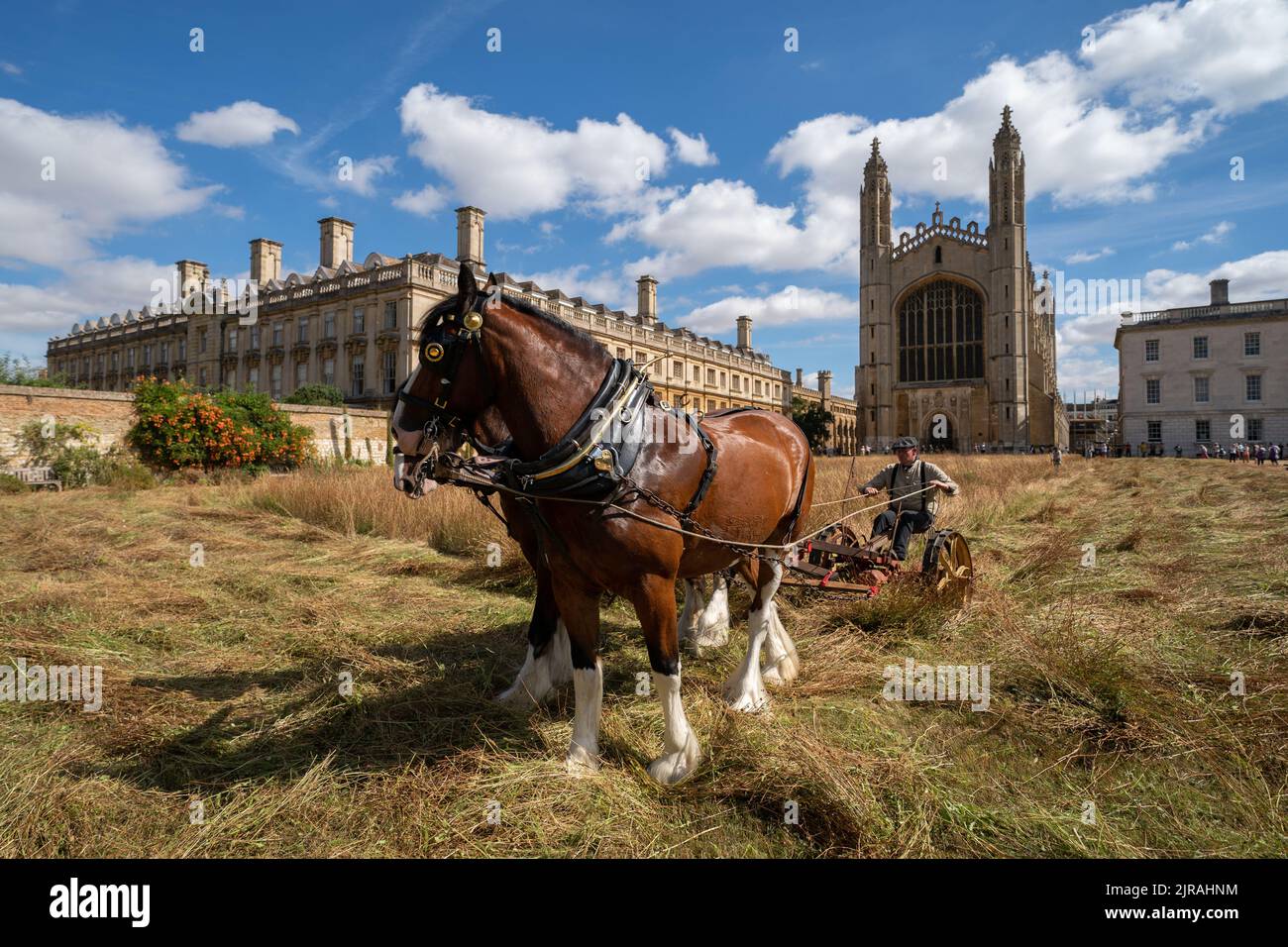 David Lawless working with shire horses Cosmo and Boy to harvest the ...