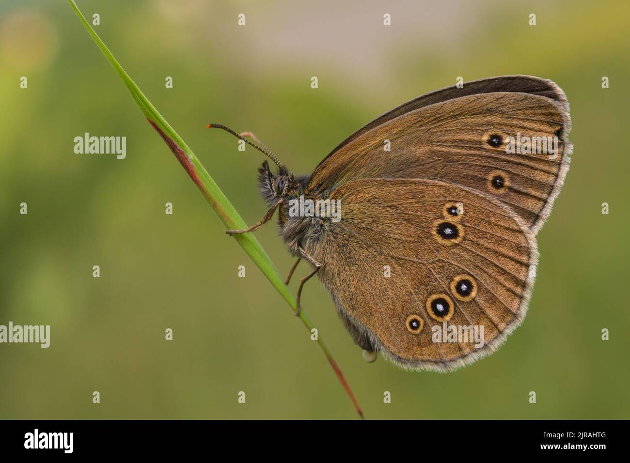 Insect orange butterfly on hi-res stock photography and images - Alamy