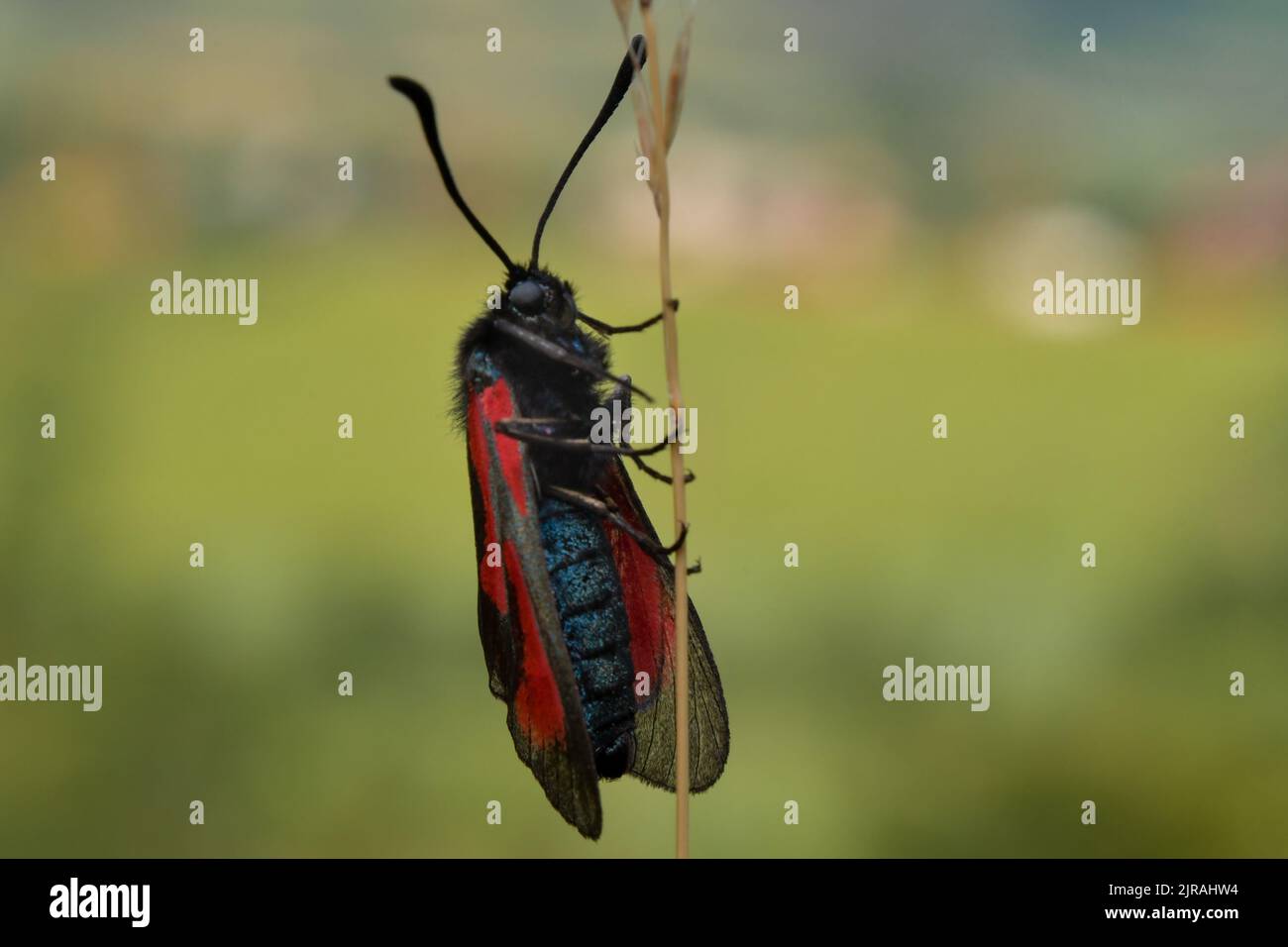 Black red butterfly on green background Stock Photo - Alamy