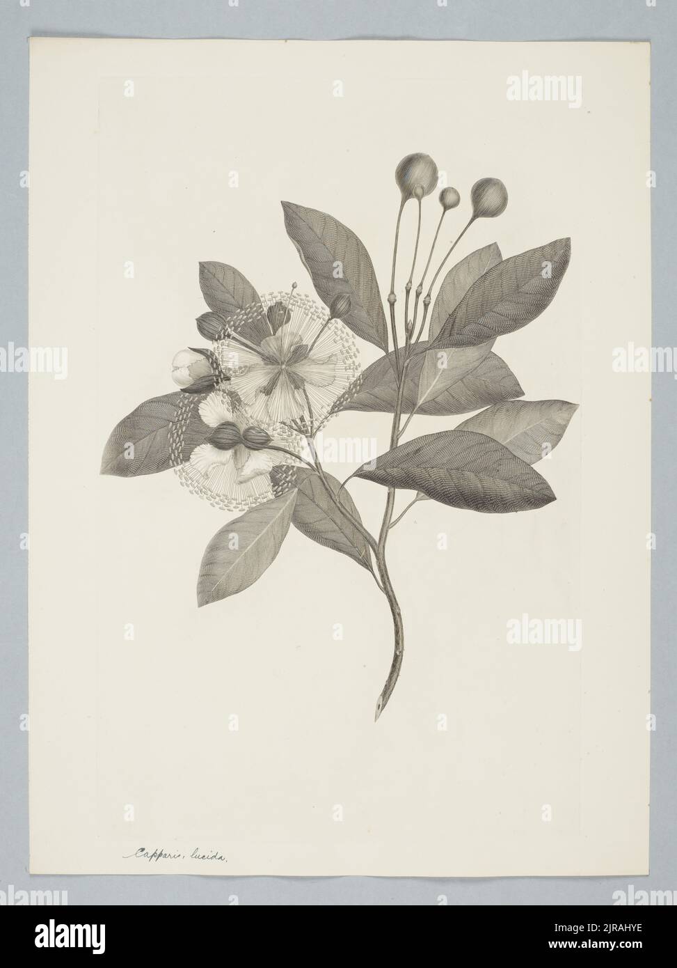 Capparis lucida (Banks & Solander ex de Candolle) Bentham, by Sydney ...