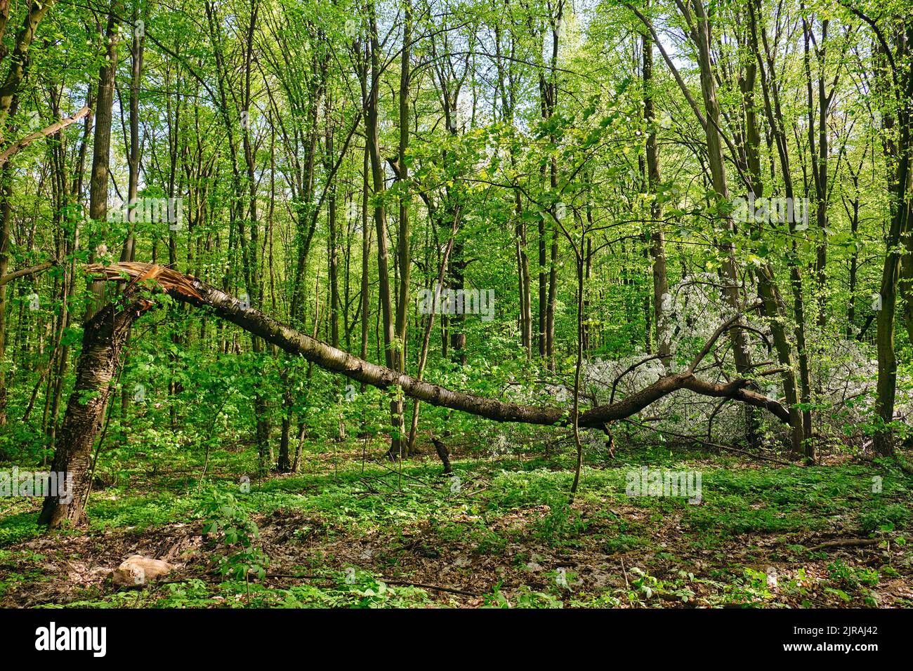 Spring season green trees hi-res stock photography and images - Alamy