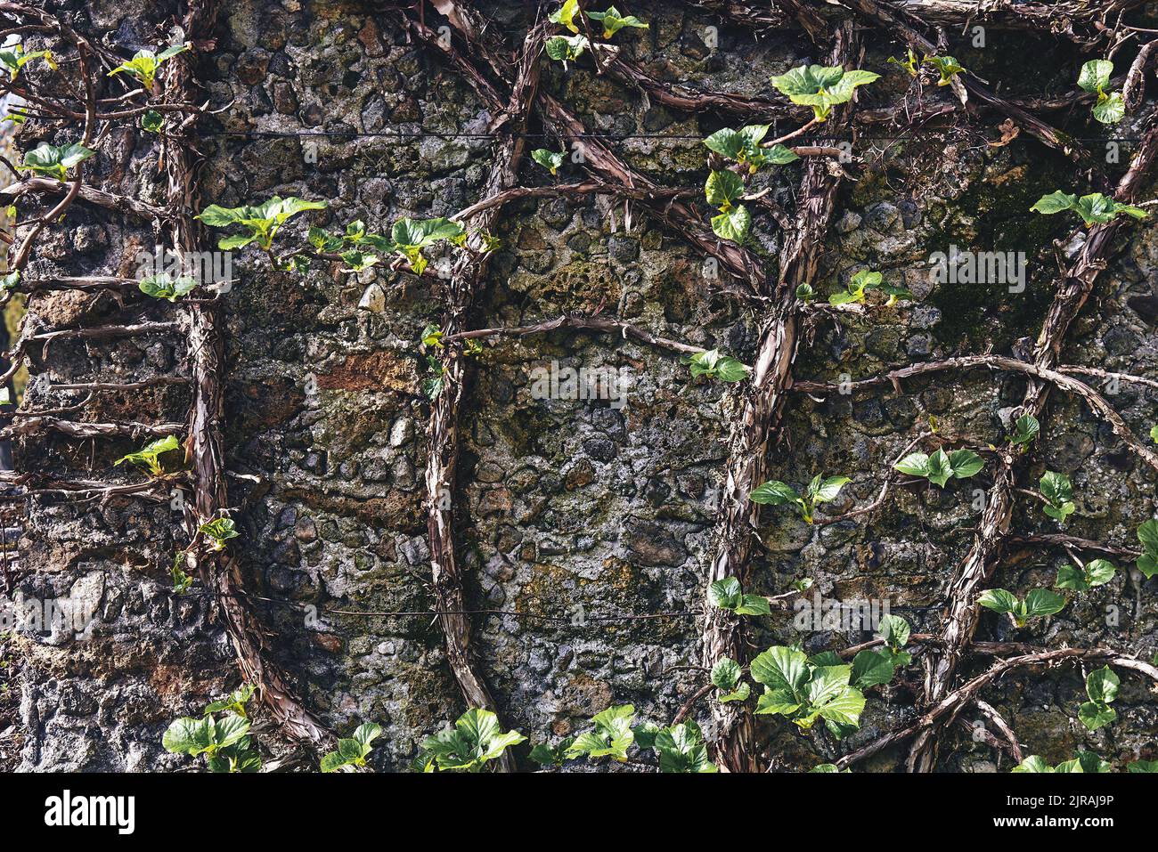 The plant sprouted in the stone on the wall Stock Photo - Alamy