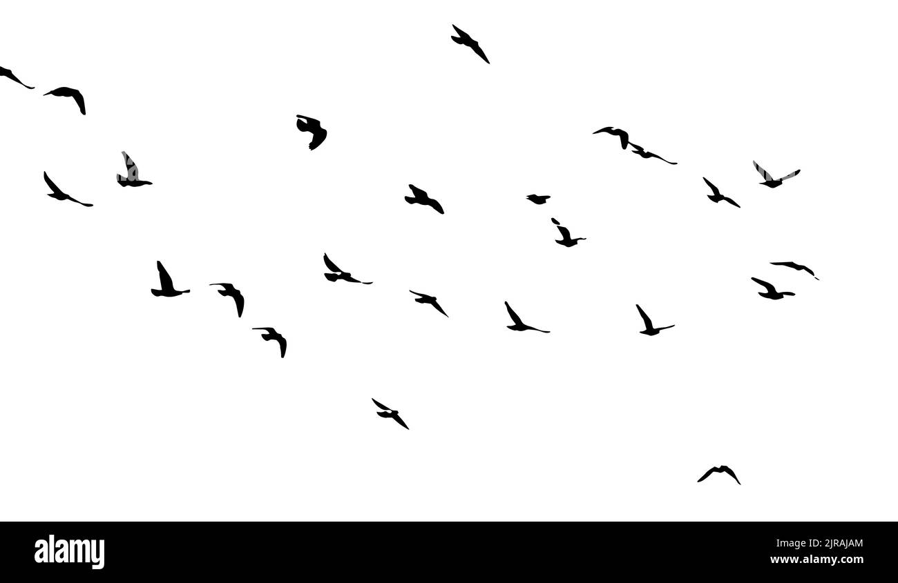 A flock of flying birds. Free birds. Vector illustration Stock Vector ...