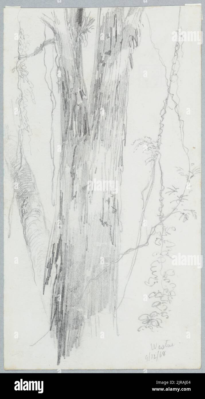 Westoe tree study westoe tree study hi-res stock photography and images ...