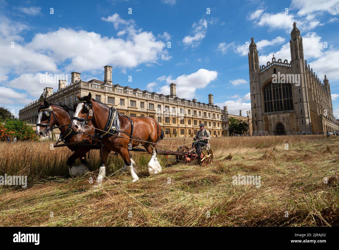 David Lawless working with shire horses Cosmo and Boy to harvest the ...
