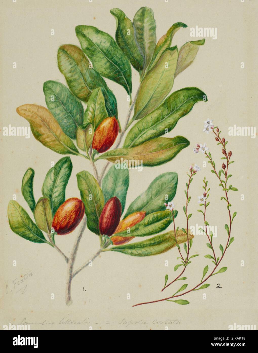 Samolus repens hi-res stock photography and images - Alamy