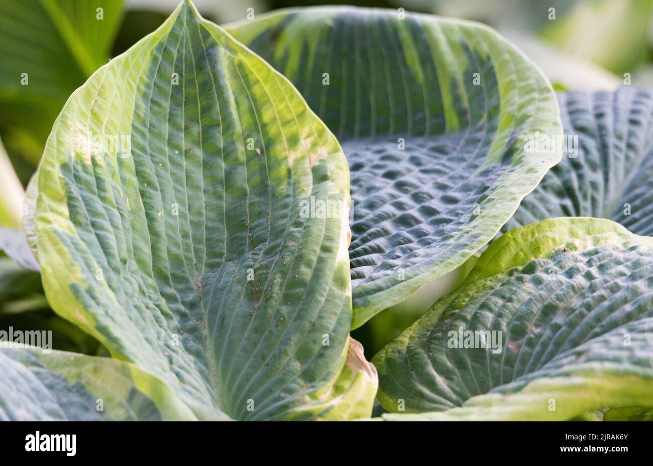 Large green leaves close-up. Hosta plant with large leaves. Ornamental ...